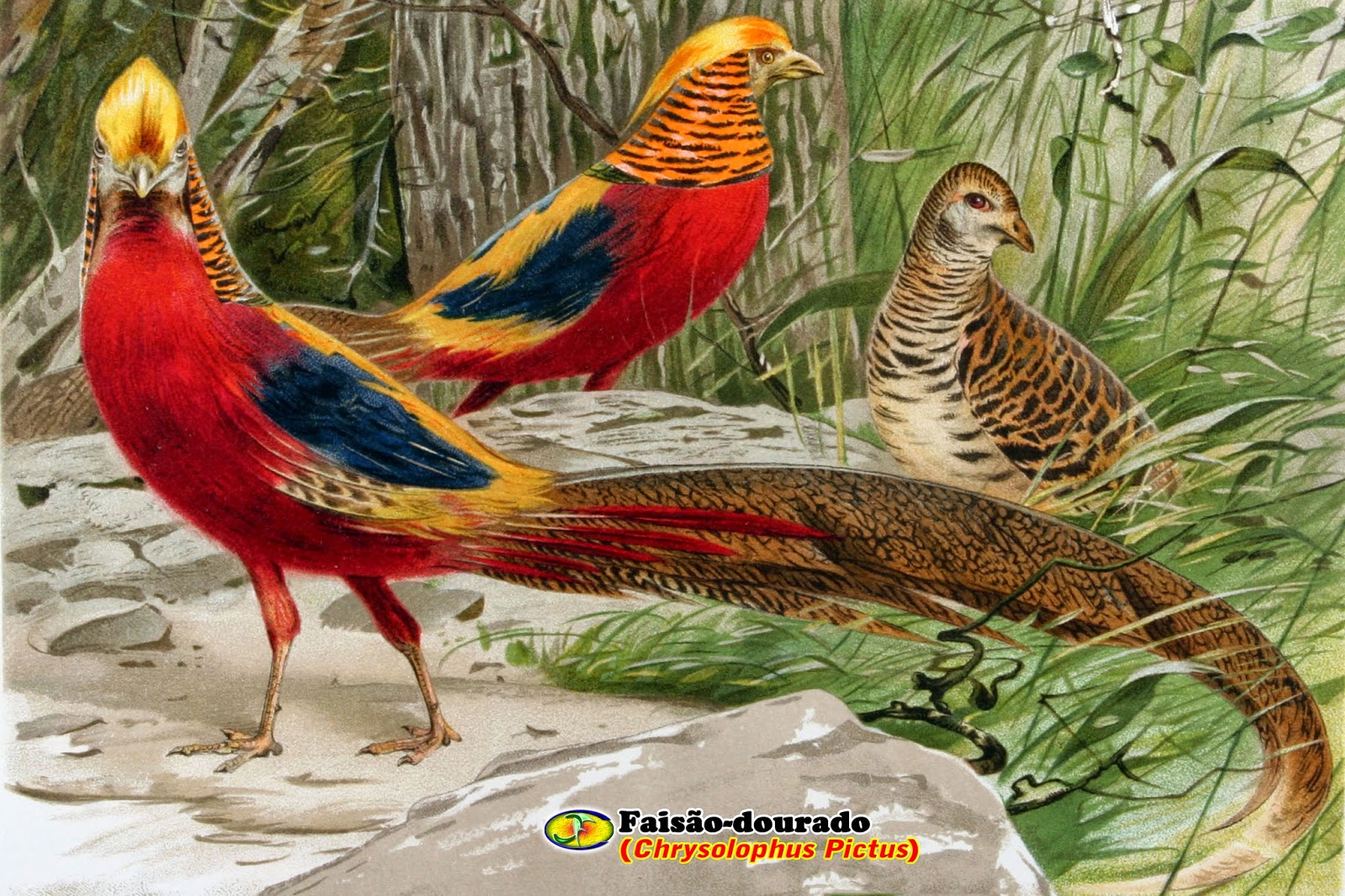 Zoologia: Faisão-dourado (Chrysolophus pictus)